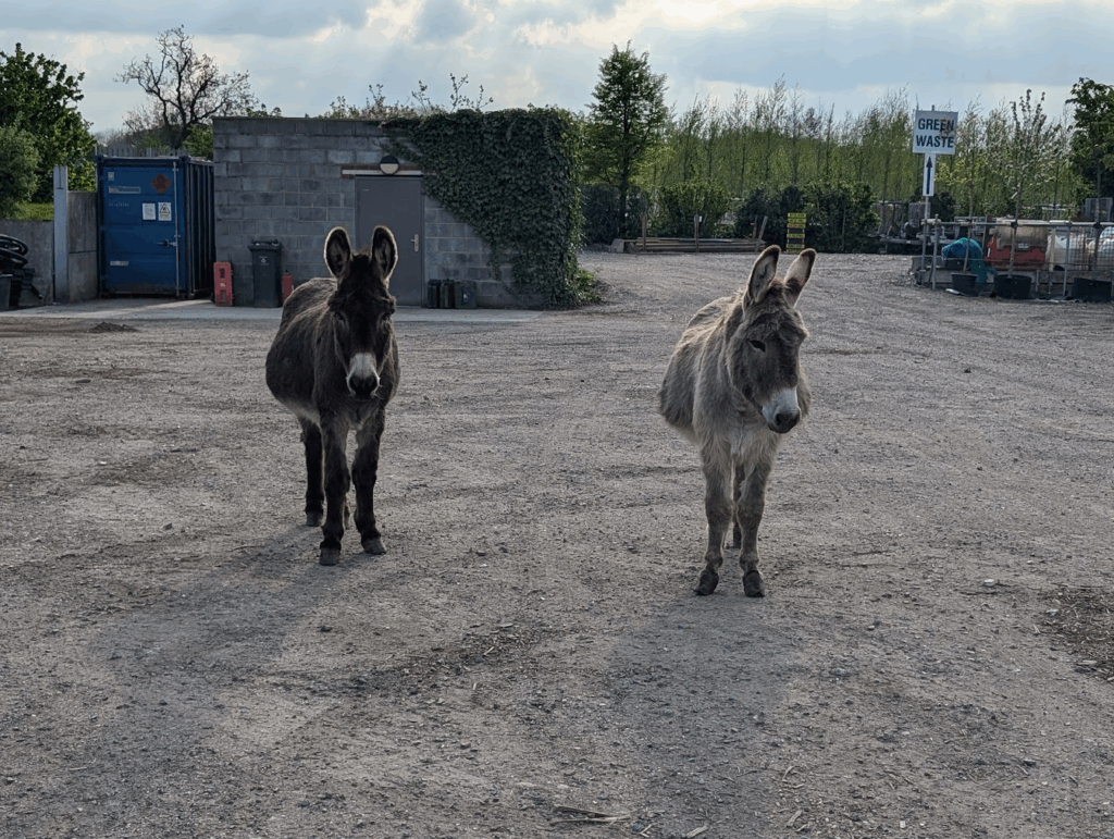 🐾 Unexpected Visitors at Monxton Nurseries | Monxton Nurseries