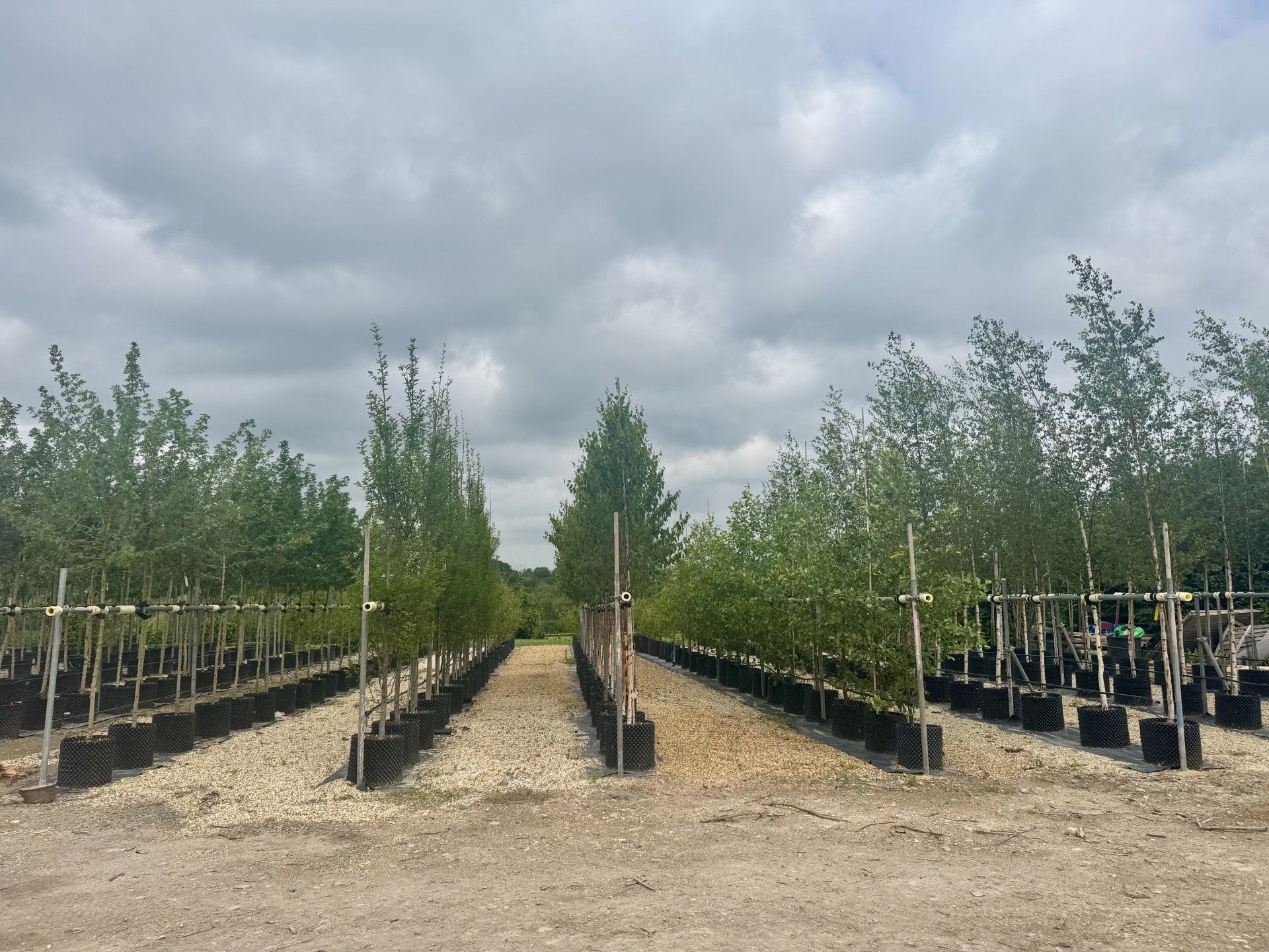 🌳 New Tree Bays at Monxton Nurseries | Monxton Nurseries