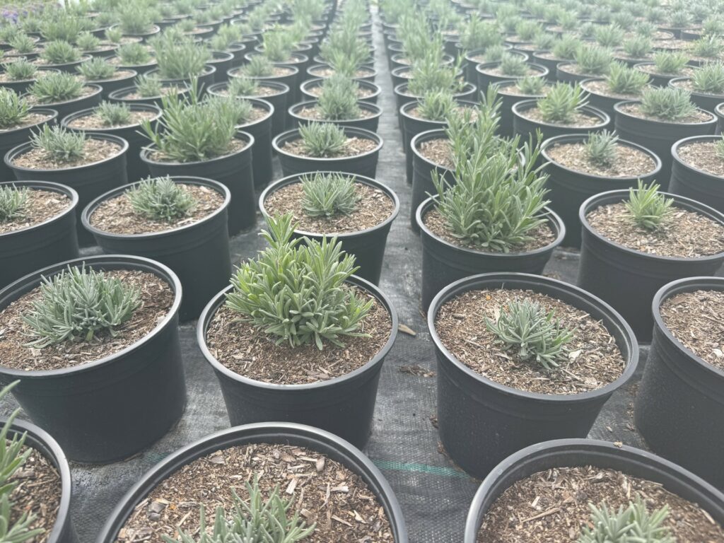 Contract Growing | Bespoke Plant Supply from Monxton Nurseries